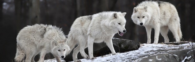 Wolf Feeding - Wolf Facts and Information