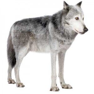 Wolf Facts and Information
